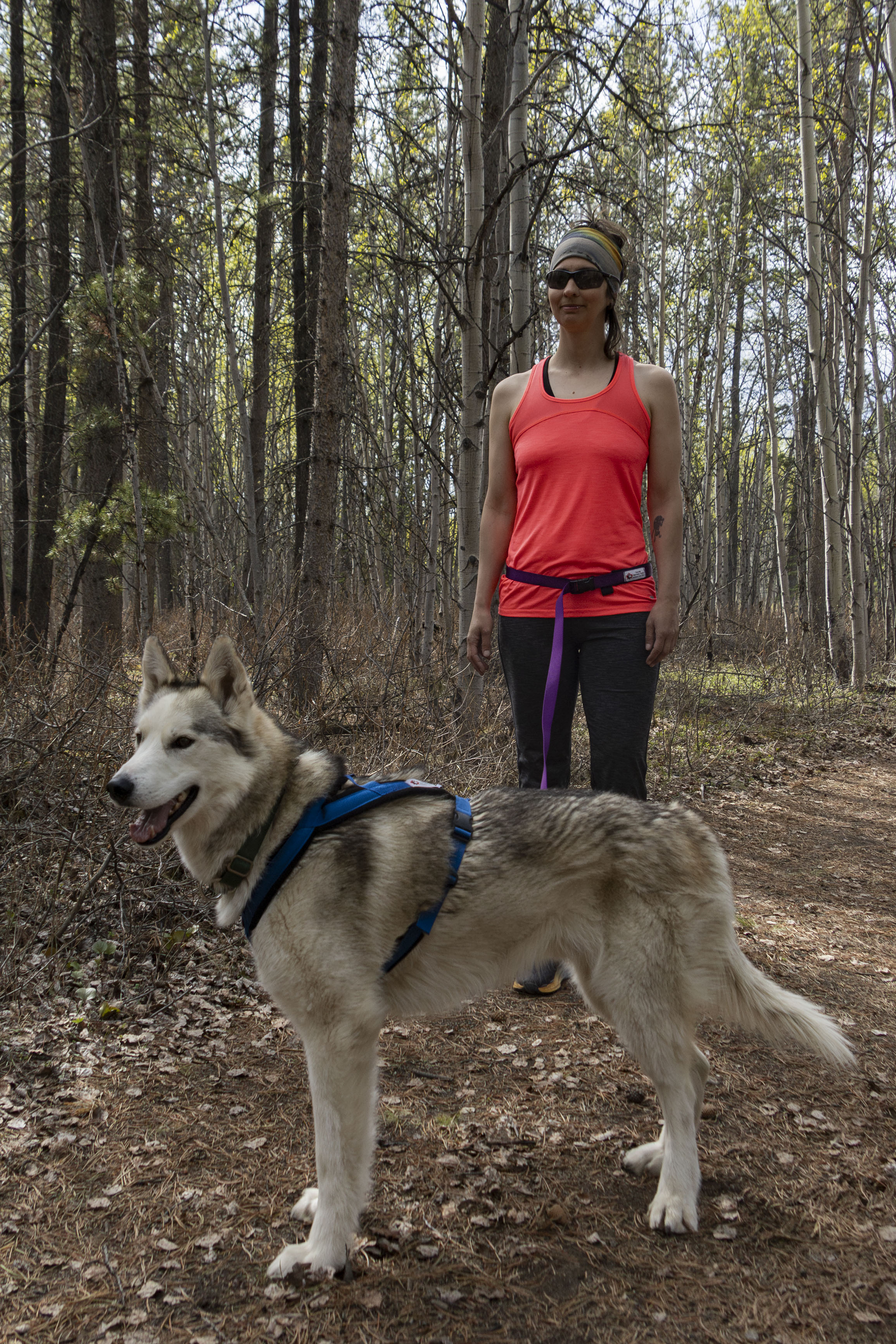 Adventure Harness | Tanzilla Harness Supply *We will be closed from Dec ...