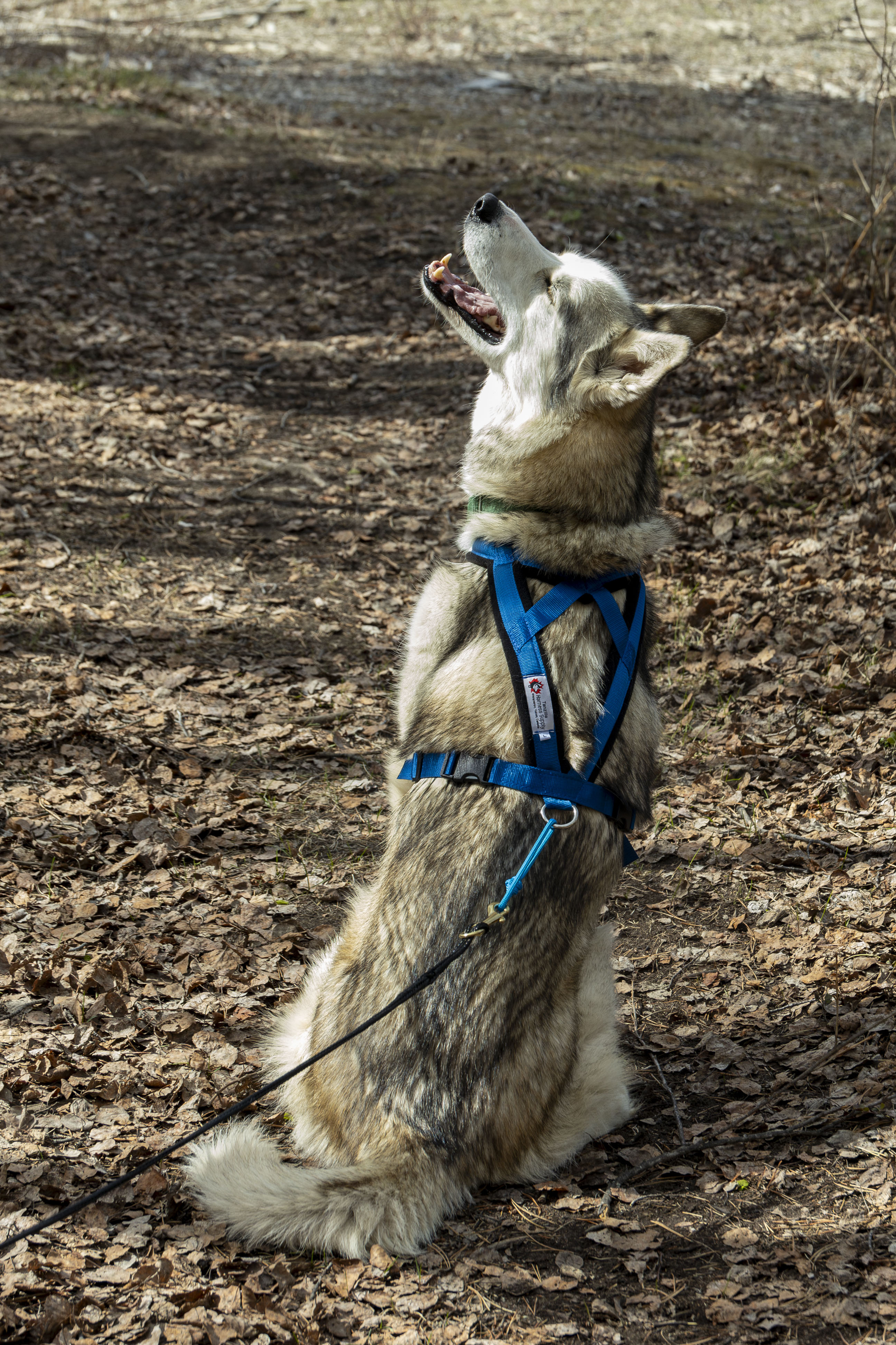 Adventure Harness | Tanzilla Harness Supply